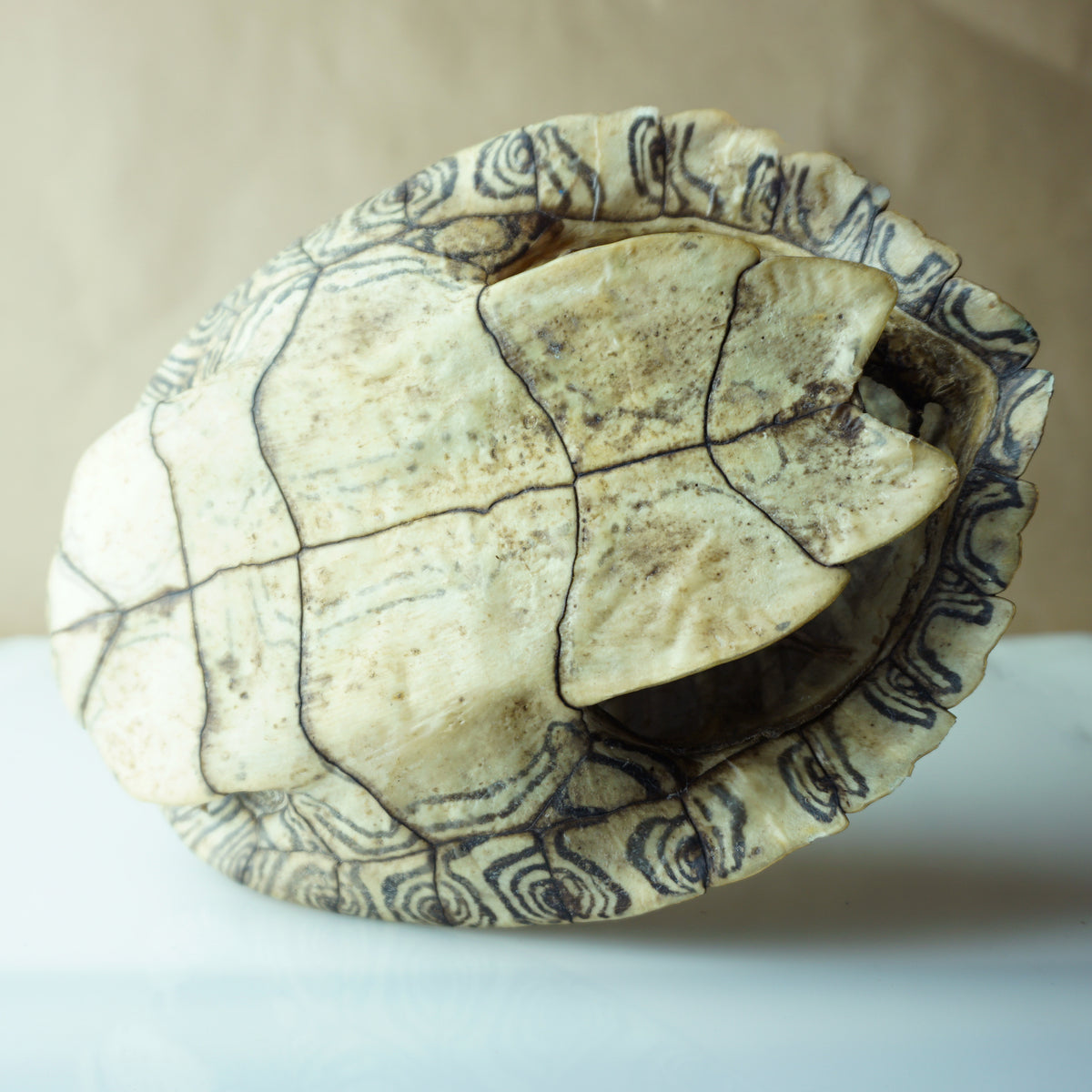 Vintage 9" Long Turtle Shell Bohemian Taxidermy Decor – Sustainable ...
