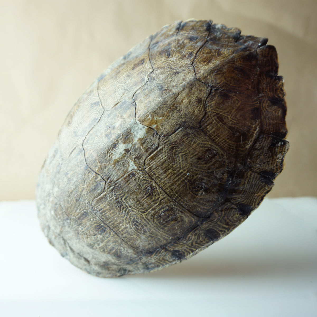 Vintage 9" Long Turtle Shell Bohemian Taxidermy Decor – Sustainable ...